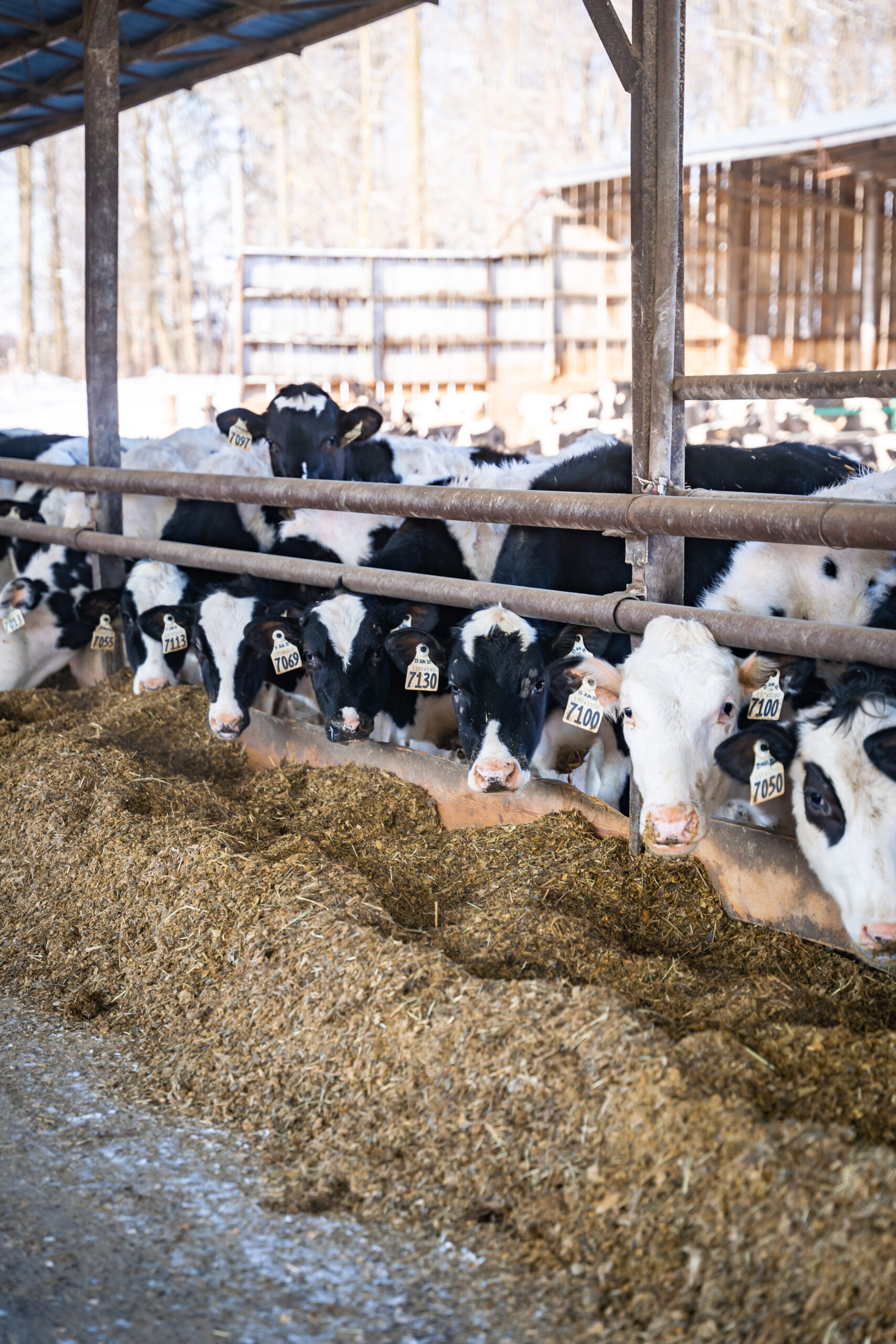 The Winter Routine: How A2 Protein Cows Adapt to Cold Weather - Walker ...
