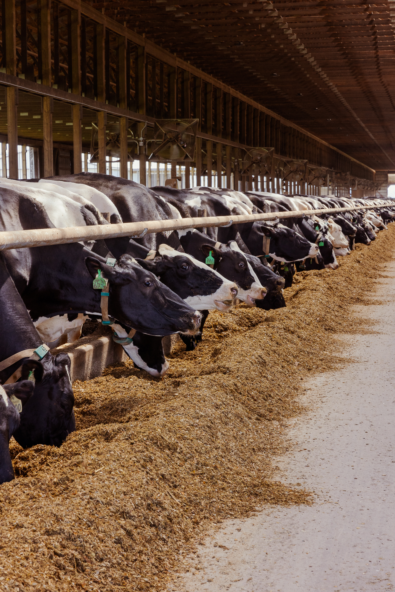 The Importance of Cow Comfort: Ensuring Well-Being for Our Herd at ...